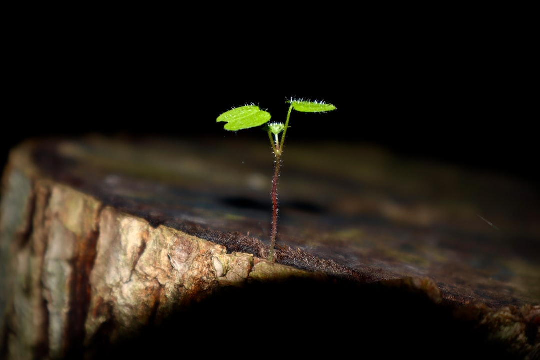Ultimate Growth Mindset Guide: Unlock Your Best Potential